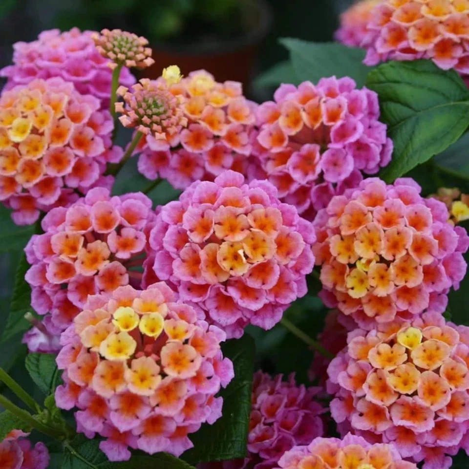 Lantana Flower Seeds for Planting - 300+ Mixed Color to Pink | eBay