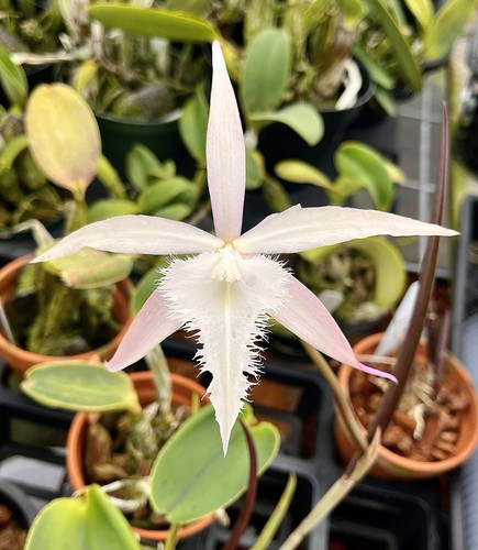 (Rcv David Sander) Rcv Digbyana X Brassovalia Appendiculata (cucullata ...