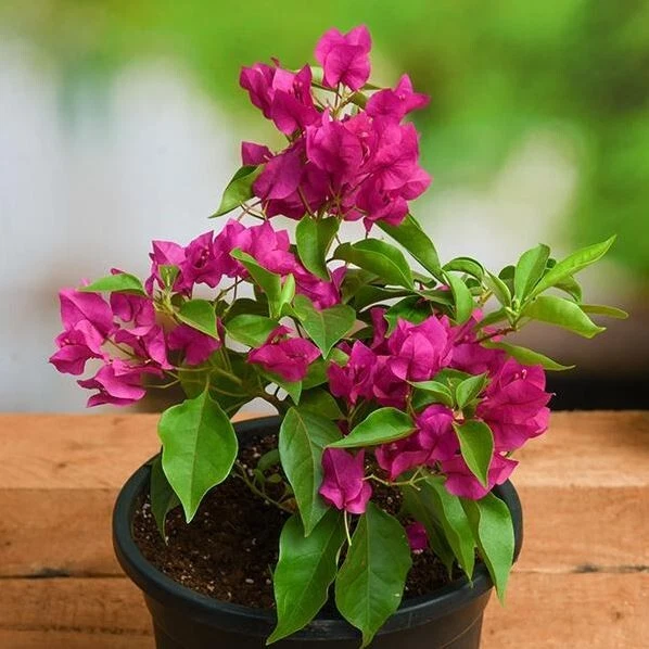 Bougainvillea Growing From Cuttings