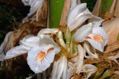 Amomum maximum Java Cardamom UNUSUAL GINGER Seeds! | eBay