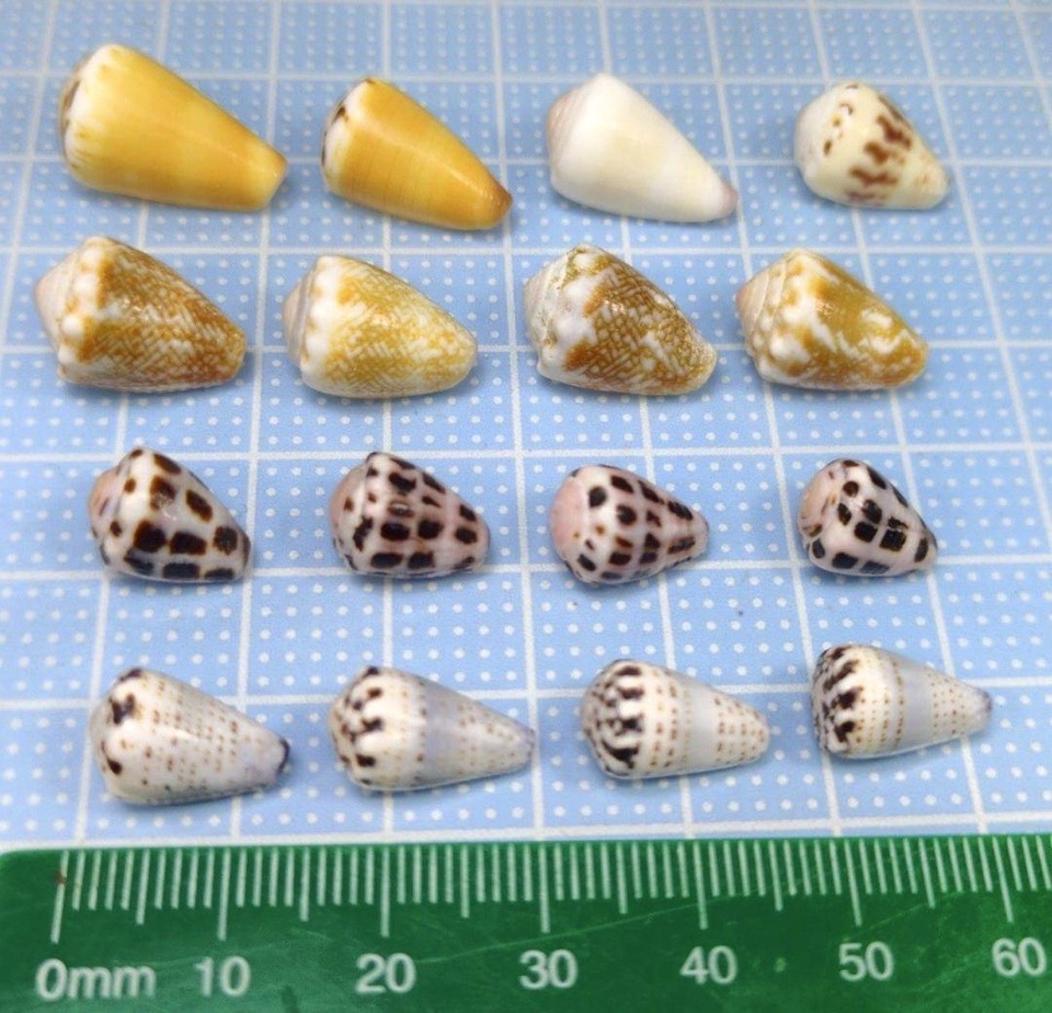 rare Hebrew cone shell from japan Shells of Okinawa | eBay
