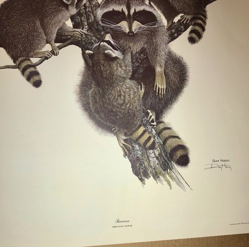Ray Harm 1968 Hand Signed Print Raccoon | eBay