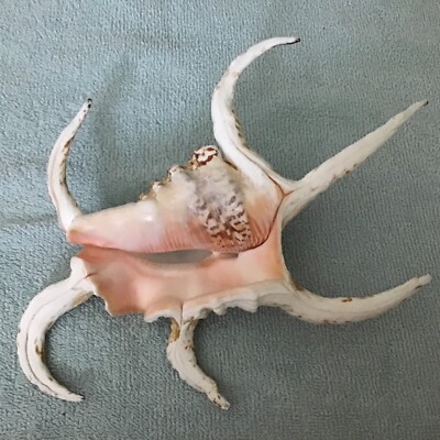 Lambis Spider Conch Shell Fingers Seashell Striped Home Decorating ...