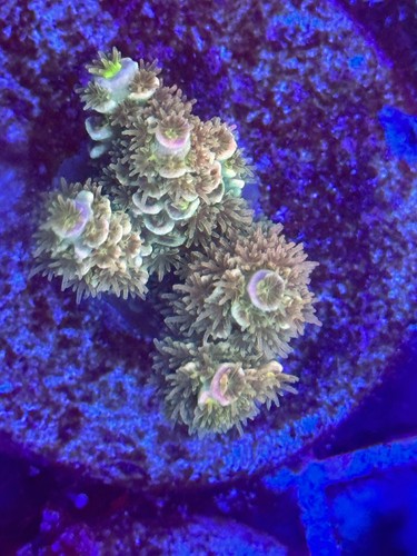 WYSIWYG Live Coral Frag - AO Coral Farms “Crib Wrecker” Tenius Acropora #003 | eBay