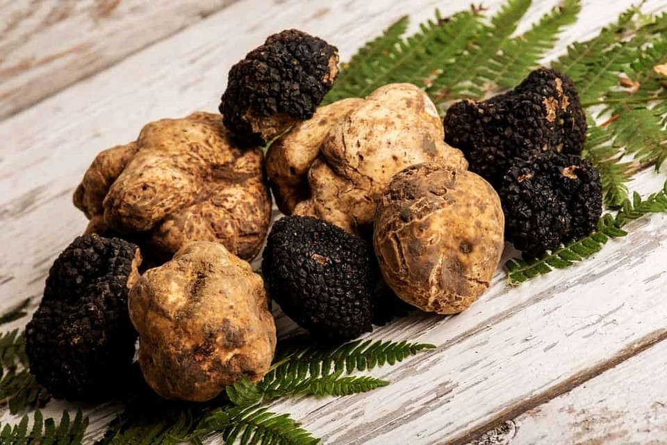 LUXURY Black Oregon truffle Oak tree year 2-3 inoculated with mycelium ...