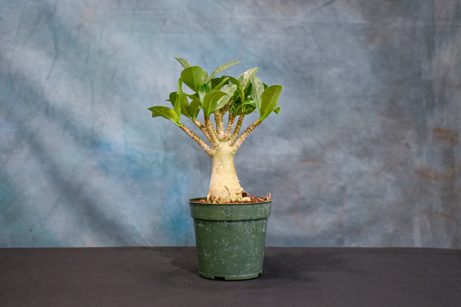 'CORAL BRANCH THAI SOCOTRANUM' ARABICUM Pre-Bonsai Tree! Great for ...