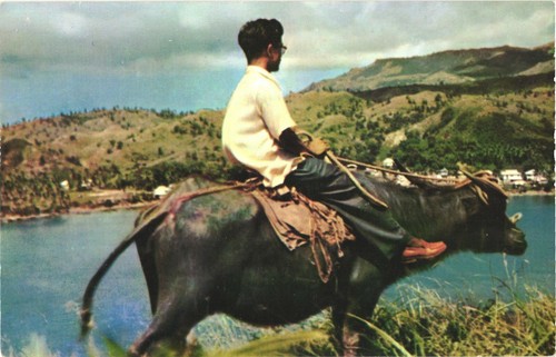 Native Carabao, Carabao or Water Buffalo, The Beast of Burden of Guam ...
