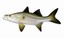 Hand Painted 28" Snook Fish Salt Water Fishing Wall Mount Decor ...