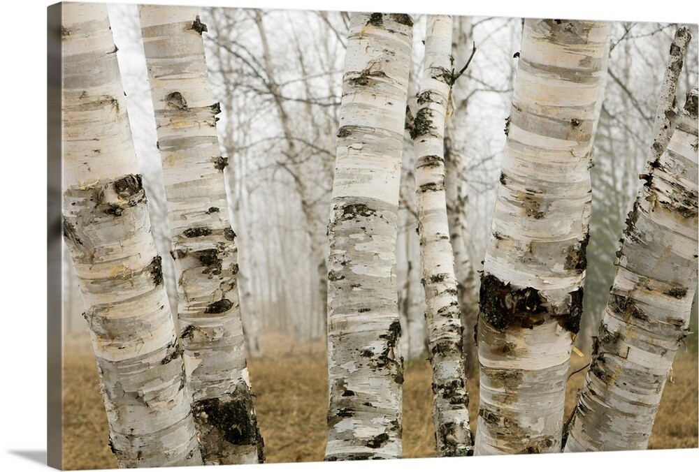 Birch Trees In Spring