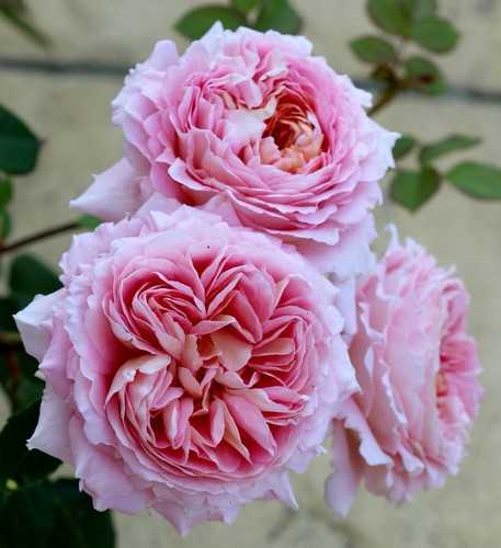 ABE DARLY rose seeds 10 per pacK ~GERMINATION INSTRUCTIONS INCLUDED | eBay