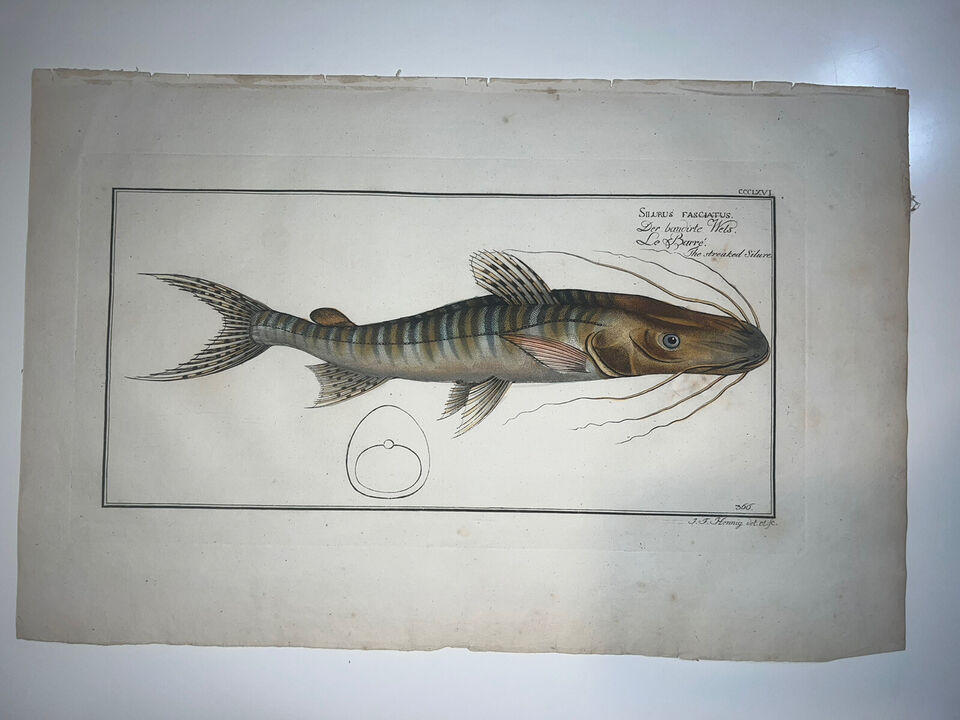 1st ED BLOCH OBLONG FOLIO H/C RARE FISH Catfish Streaked Silure Pl 366 ...