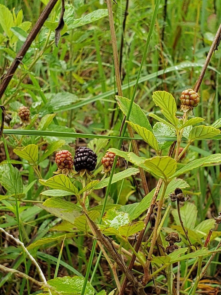 Sand Blackberry | 25 Seeds | Rubus cuneifolius | Florida Native Berry ...