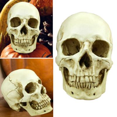 Life Size 1:1 Human Skull Replica Resin/Plastic Model Skeleton Head ...