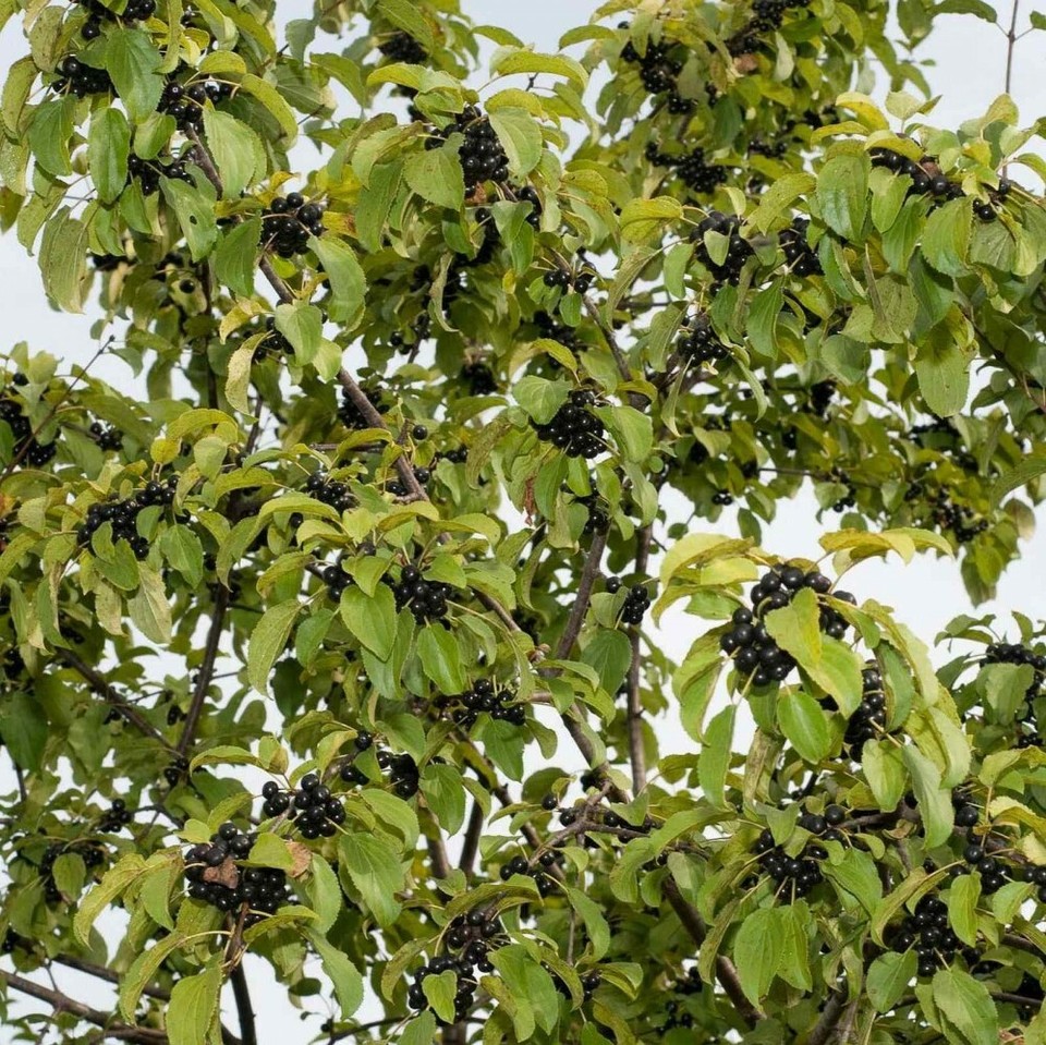 EUROPEAN BUCKTHORN Rhamnus Cathartica - 25+ SEEDS | eBay