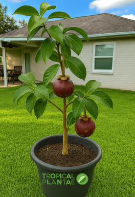 Mangosteen Tree Seedling – Live Tropical Fruit Starter Plant – Premium ...