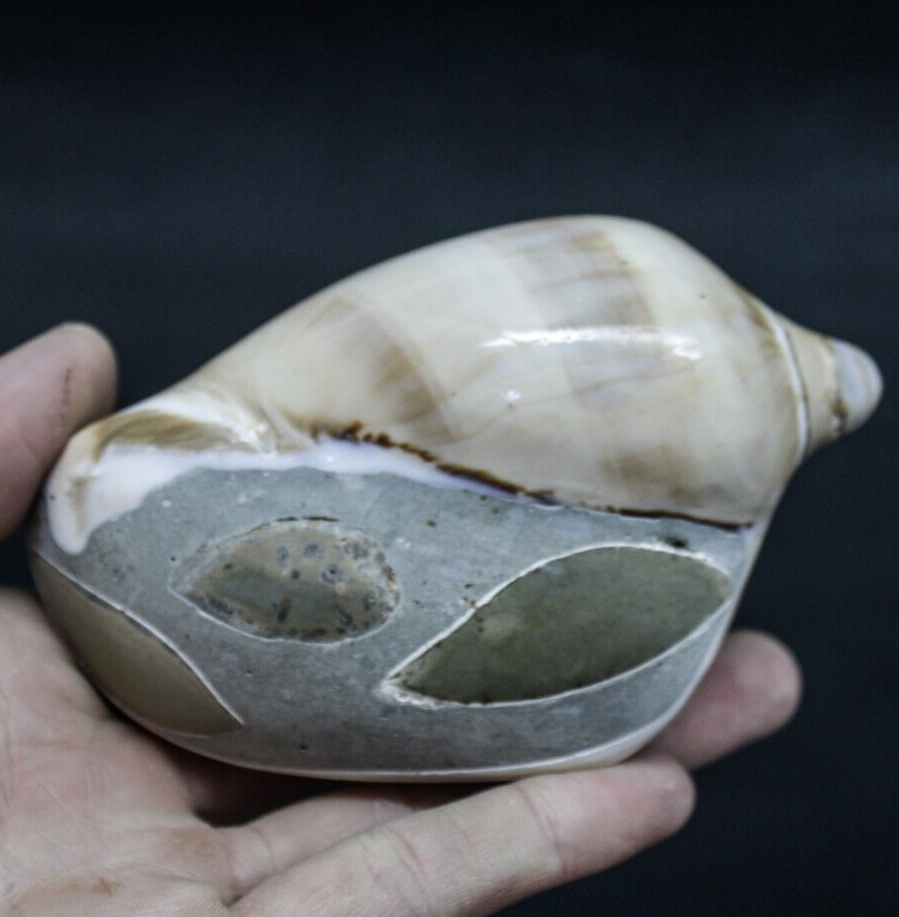 294GR UNIQUE Natural Rough Mollusca Sea Shell Fossil Gastropoda | eBay