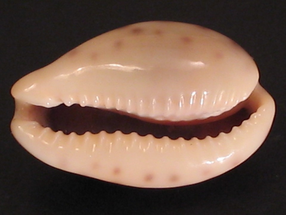 Rare Beauty...CYPRAEA ZONARIA GAMBIENSIS~21.2mm/Gem~Senegal SEASHELL | eBay