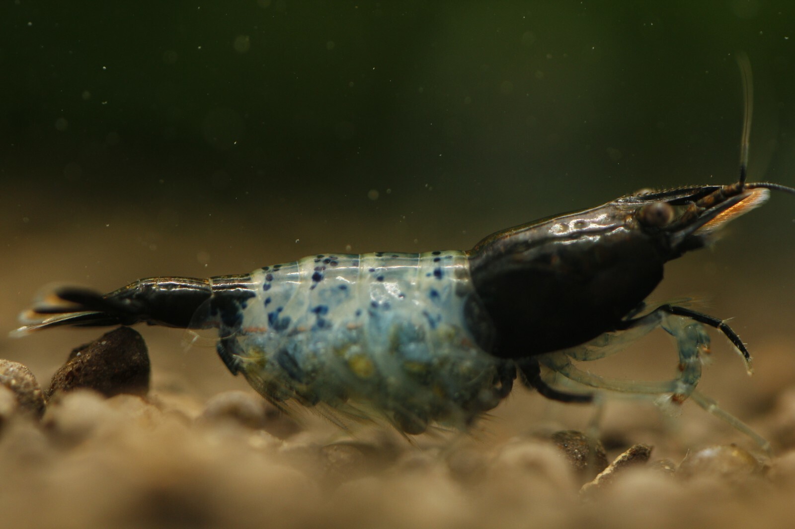 10+1 Blue Carbon Rili - Freshwater Neocaridina Aquarium Shrimp. Live ...