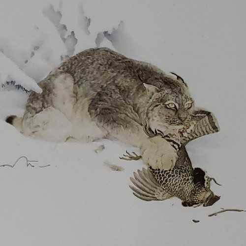 Lynx with Grouse in Snow-M.G. Loates-framed/matted Art Print-15" X 13 ...