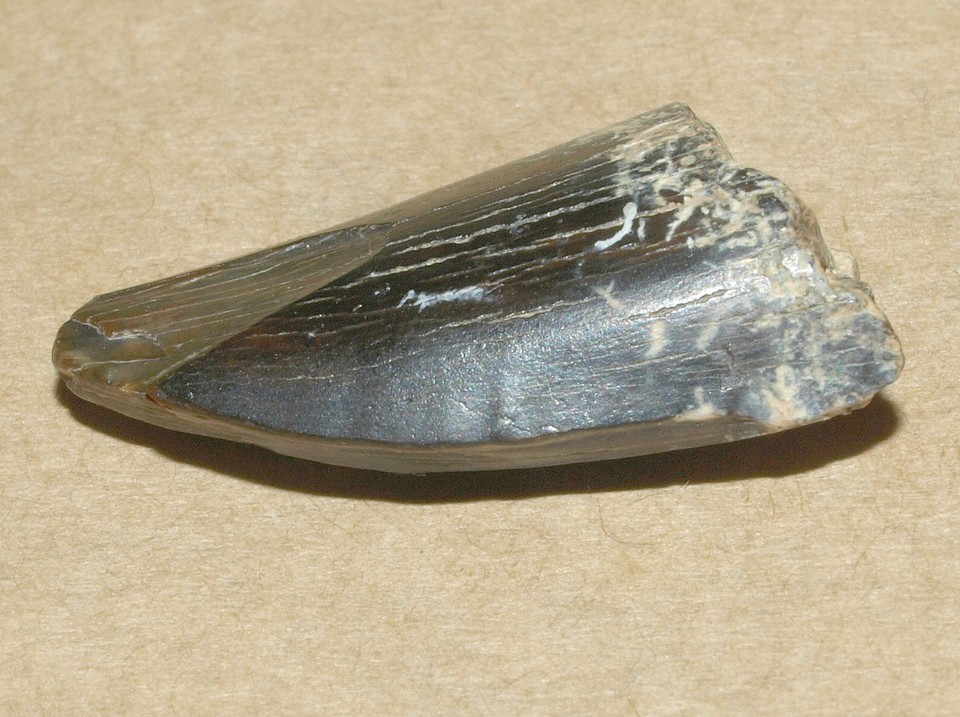 RARE Tooth of tyrannosauroid dinosaur-Timurlengia euotica, Cretaceous ...
