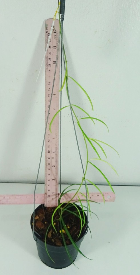 Hoya stenophylla, 12 Inches Healthy Mature Plant, RARE, Houseplant | eBay