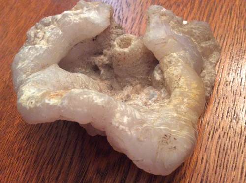 Genuine old fossil Pohlsepia octopus-like unique rare irreplaceable | eBay
