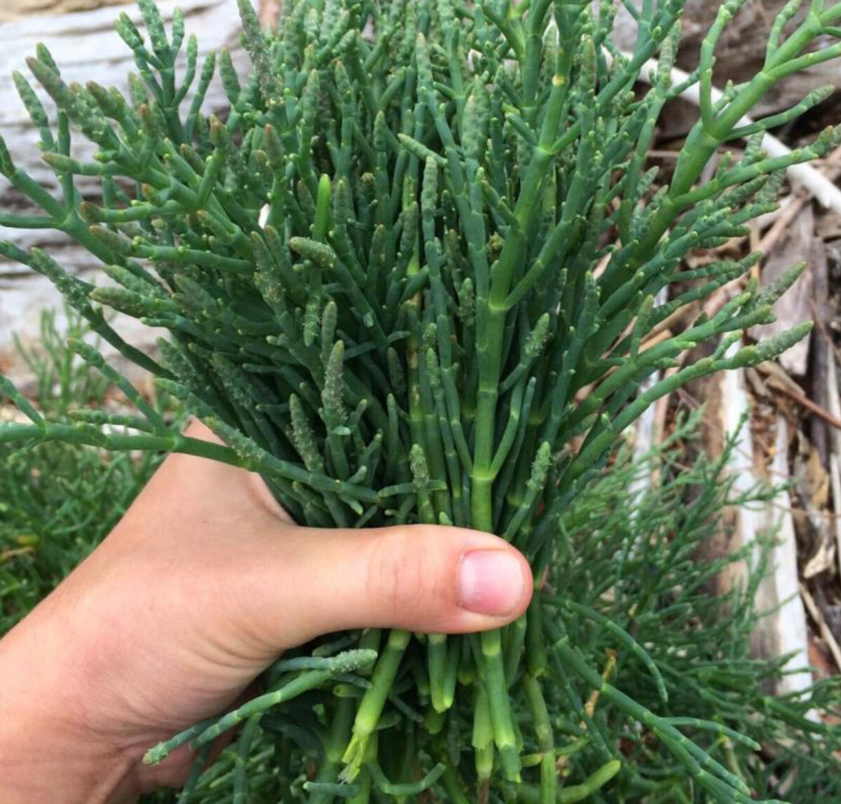 Salicornia europaea seeds Sarcocornia fruticosa glasswort pickleweed ...