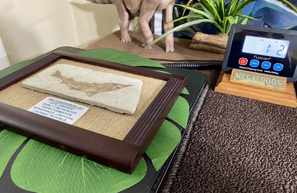 RARE 120 Million Year Old Paddlefish Protopsephurus Liui Yixian ...