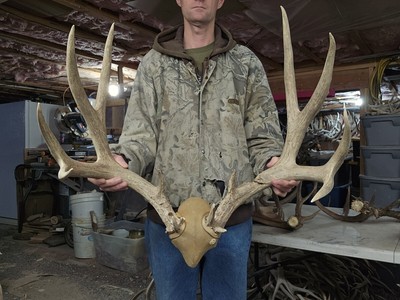 Huge 186-187” Mule Deer Rack Set Antlers Sheds Horns Elk Moose Rack | eBay