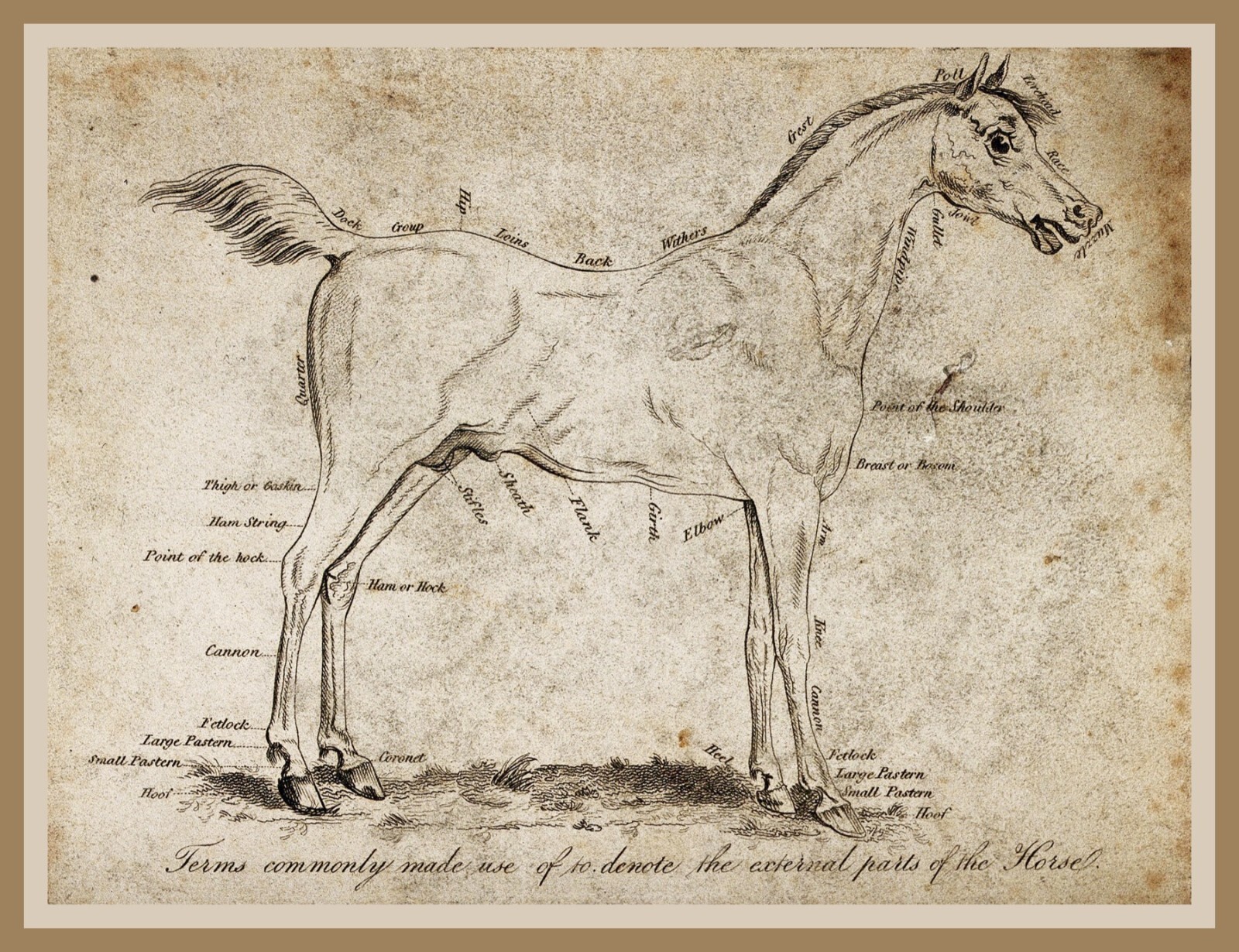 13536.Wall Decor Poster.Room Interior home office design.Horse drawing ...
