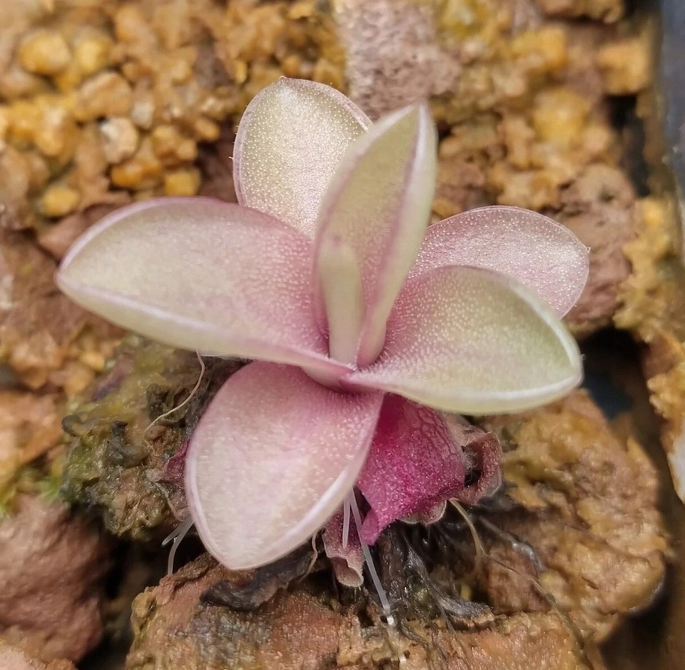 Pinguicula x "Razzberry Blonde" butterwort hybrid - Rare Live ...