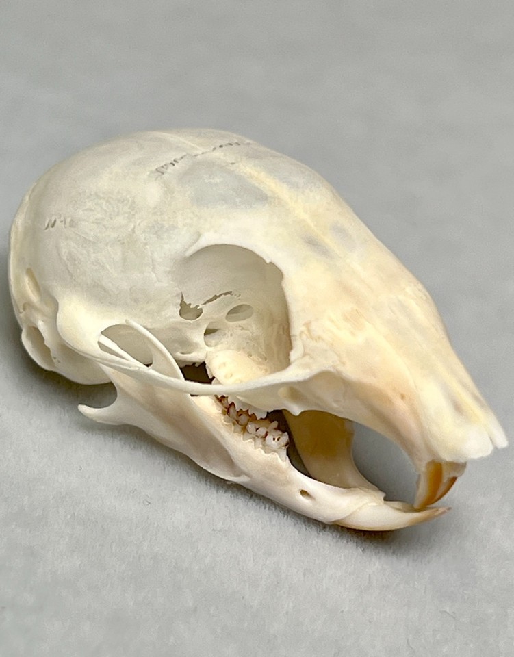 Genuine Real 1.25" Least Chipmunk Skull Small Animal Rodent Bone Teeth ...