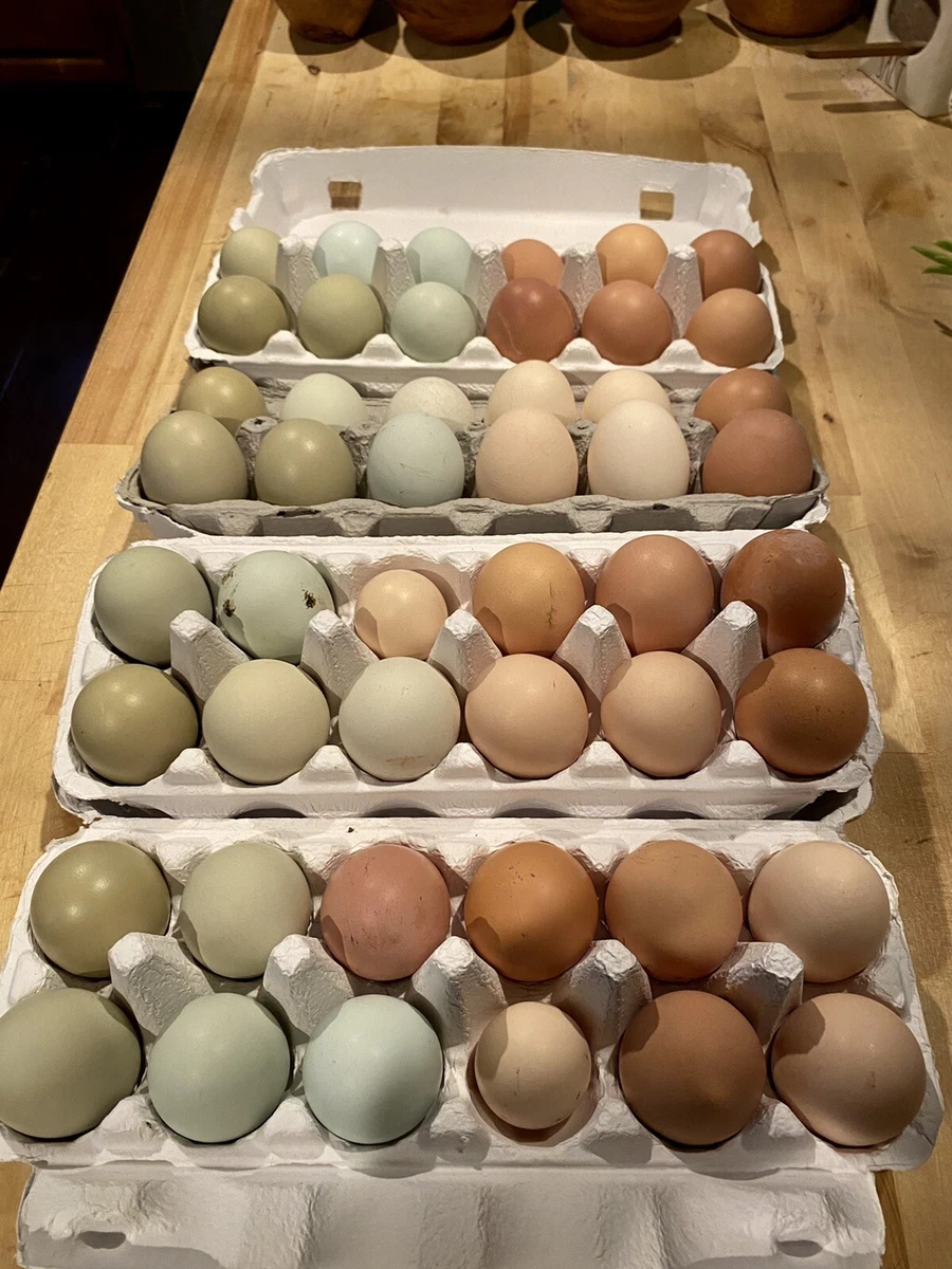 Fresh Fertile Chicken Hatching Eggs Assorted Barnyard Mix, 41% OFF