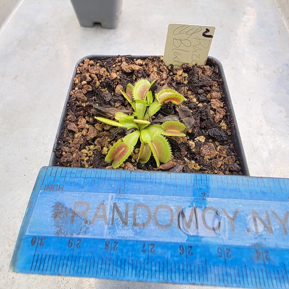 Venus Flytrap "CCCP Razor Blade" - Dionaea Muscipula, Live Carnivorous Plant #2 | eBay