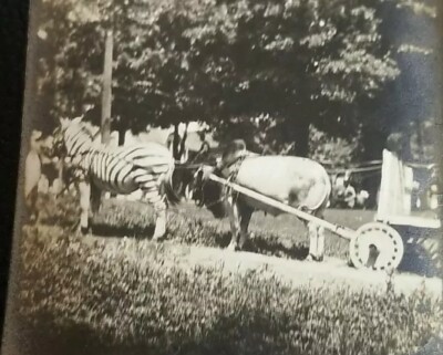 Circus Photo, Zebra Pulling Wood wheel Wagon | eBay