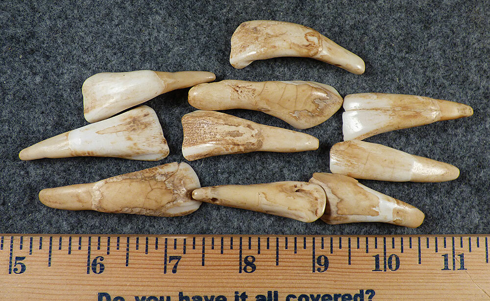 (10) OLD Original Buffalo Teeth Sioux Indian Ornamental Beads Fur Trade ...