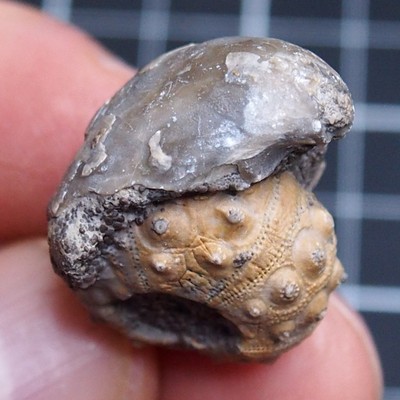 20mm Brachiopod Sea Urchin Cidaris Cidaridae Fossil Natural Lot 1374 | eBay