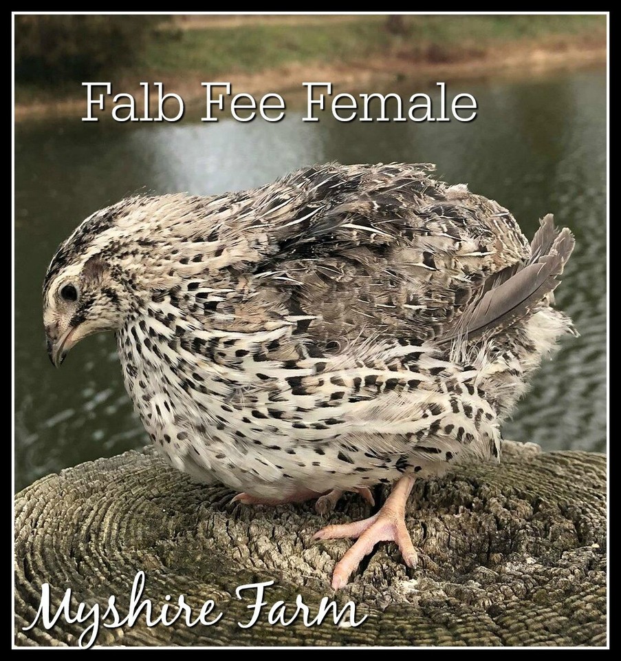 110+RARE Falb Fee Coturnix Quail Hatching Eggs By Myshire! Are Feather ...