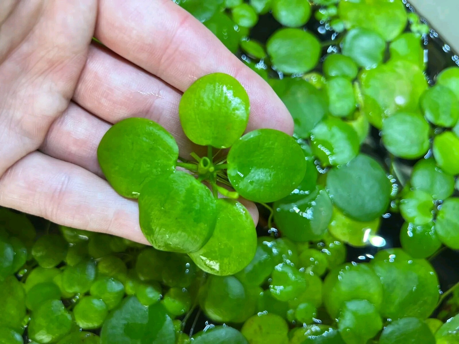 3 X Amazon Frogbit Limnobium Laevigatum Live Floating Surface Aquarium ...