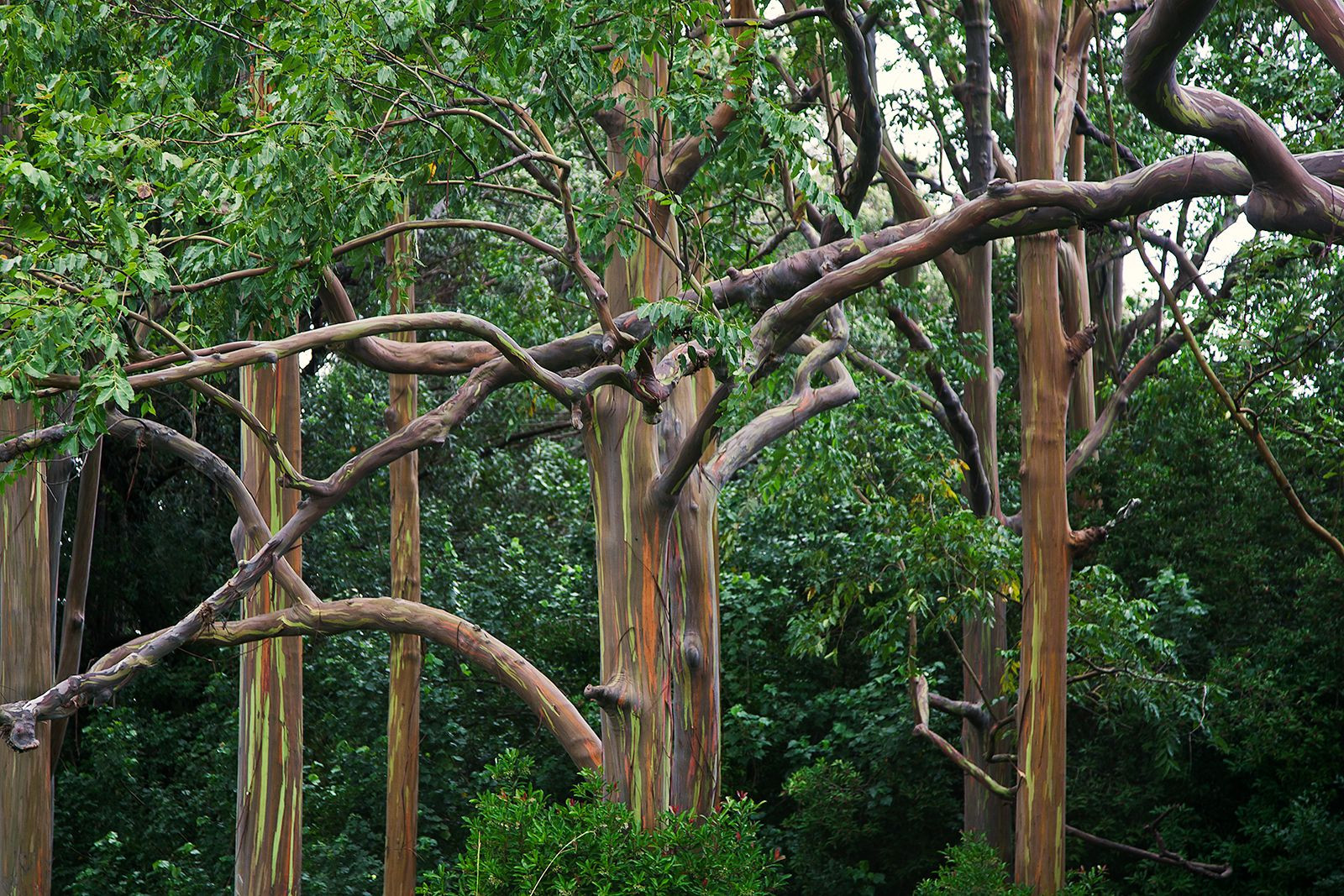 20 RAINBOW EUCALYPTUS SEEDS (Eucalyptus Deglupta), Colourful Bonsai ...