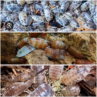 20+ Porcellio Laevis Isopods | Spotted Mix | Party Mix | Bioactive ...