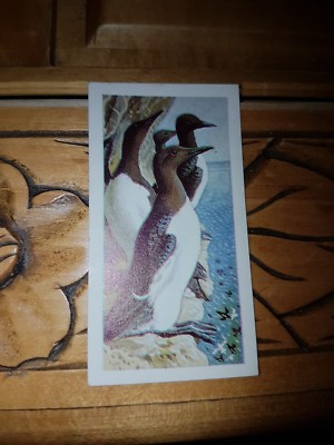 Full Set x 50 Tea Cards Brooke Bond Wild Birds in Britain. 1965. | eBay UK