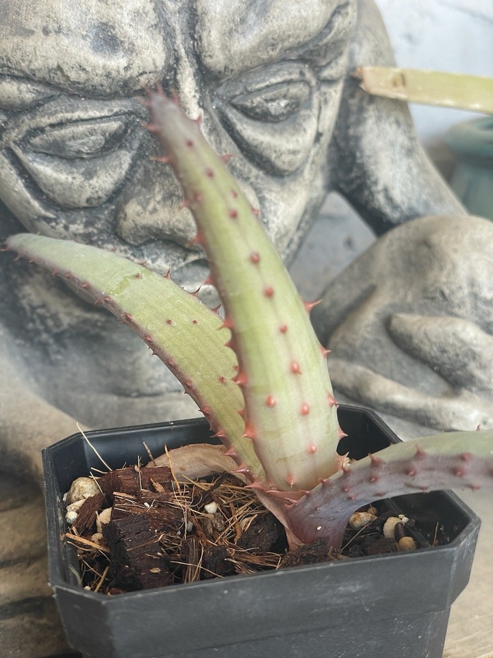 ALOE EXCELSA - rare single stem tree aloe small - up to 20 feet ...