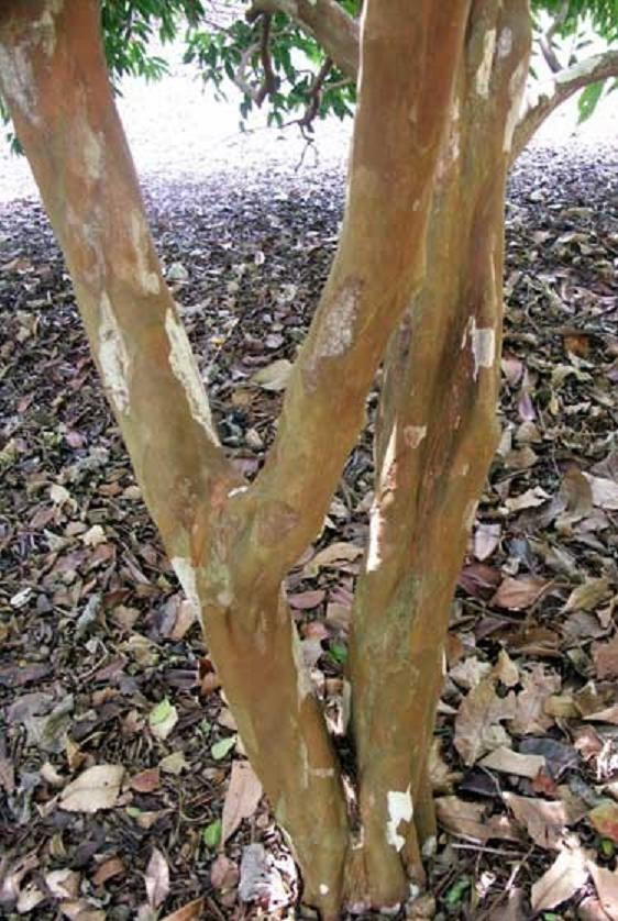 Red Stopper Eugenia rhombea, Florida native wild bird tree bonsai seed ...