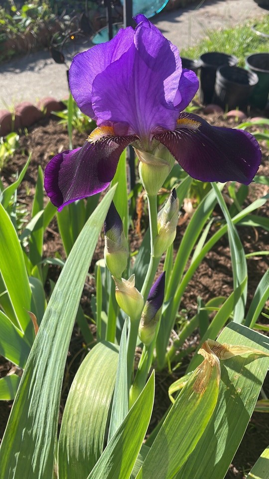 Iris 7 MIXED COLORS, NOID No Name Historical Irises Rhizomes Plant ...