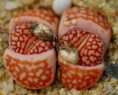 SEEDS - F109 Lithops ssp.julii (Red julii) ex Shimada JAPAN 30 seeds | eBay