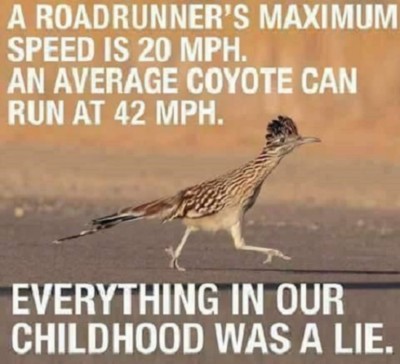 Funny Road Runner refrigerator magnet 3 1/2 x 3 1/2 " | eBay