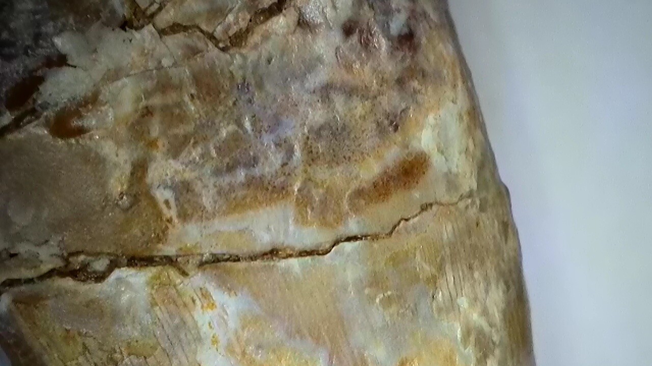 Extremely Rare Tyrannosaurid Alioramus Dinosaur Tooth Bayankhongor ...