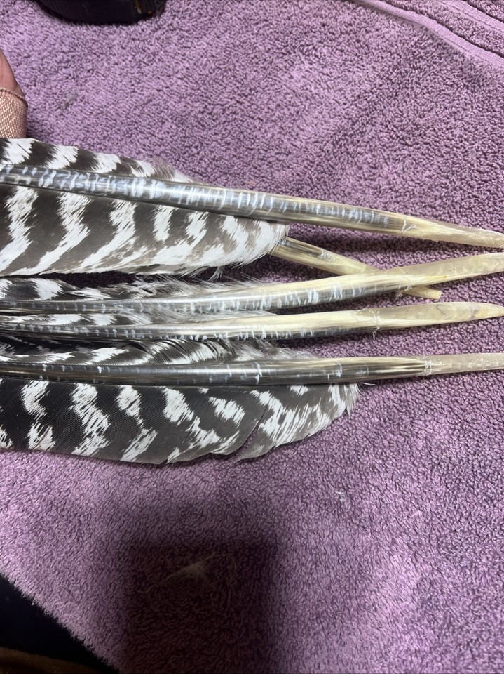 Wild Turkey Primary Barred Wing Feathers Five Feathers Art Archery ...