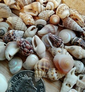 100 MIXED SEASHELLS Tiny Mini Sea Shells Art Craft Wedding Beach ...
